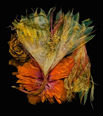 Ed Martin - LENSCRATCH