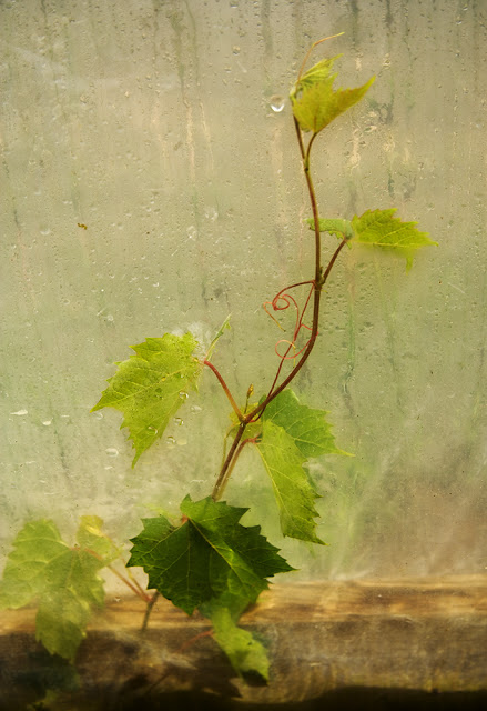 David Weinberg - LENSCRATCH