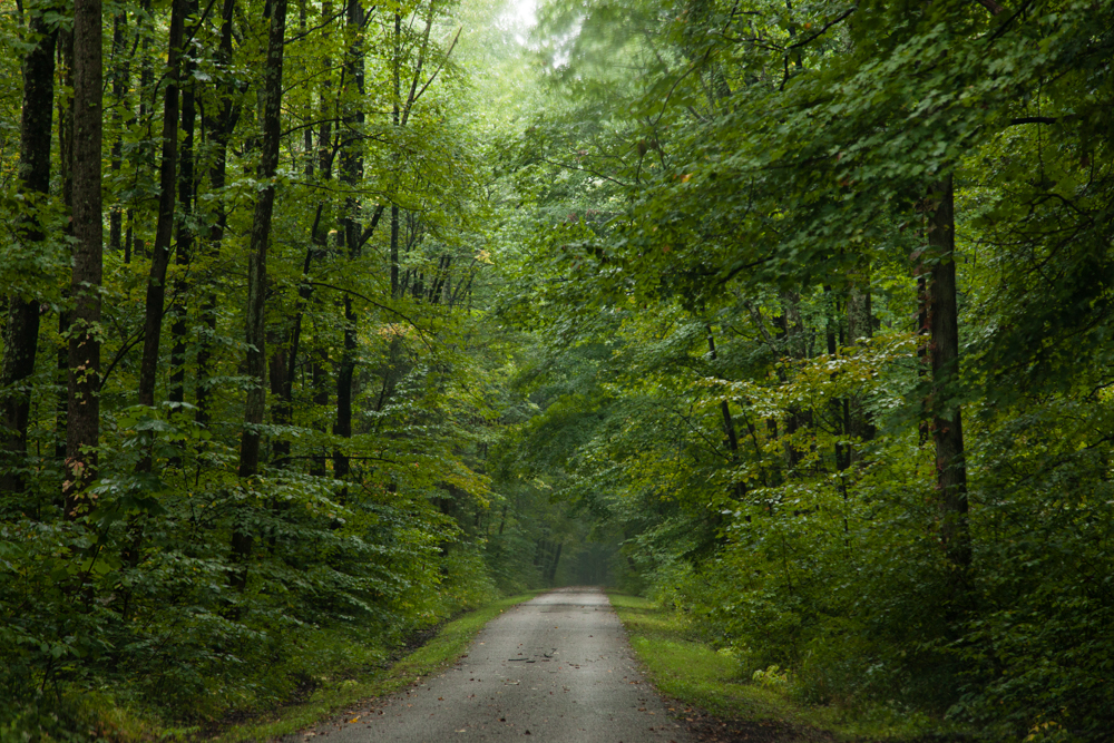 Teresa Gagliano: flâneur - LENSCRATCH