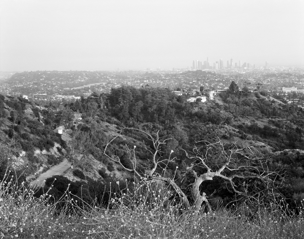 Virginia Wilcox: Arboreal - LENSCRATCH
