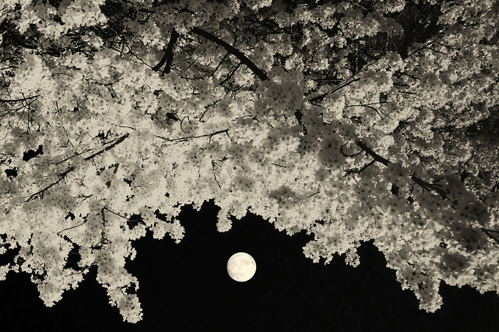 Photographers on Photographers: Michelle Piergoelam in Conversation ...