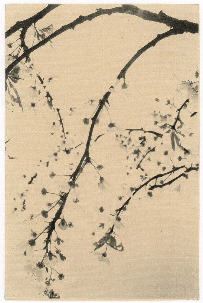 Photographers on Photographers: Michelle Piergoelam in Conversation ...