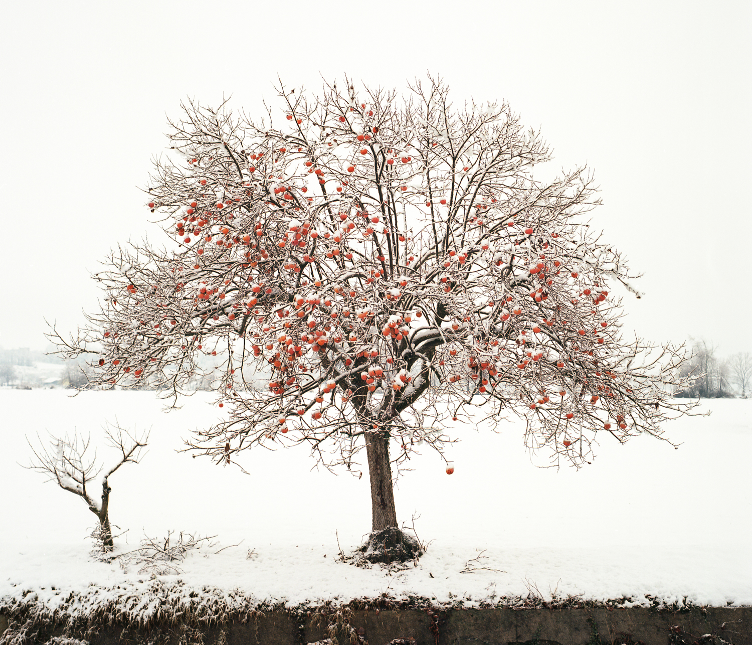 Mauro Curti: Riturné - LENSCRATCH