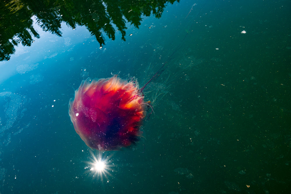 Susan Lapides: St. George: Ebb and Flow - LENSCRATCH