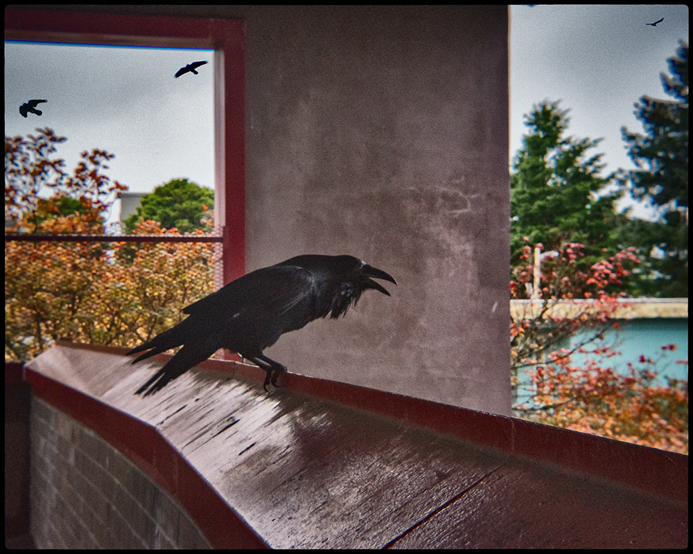 The Favorite Photograph You Took in 2024 Exhibition, Part 2 - LENSCRATCH