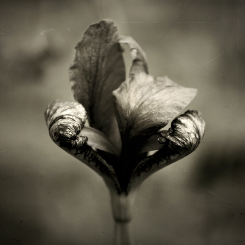 The Female Gaze: Judith Nangala Crispin - A Committed Practice - LENSCRATCH