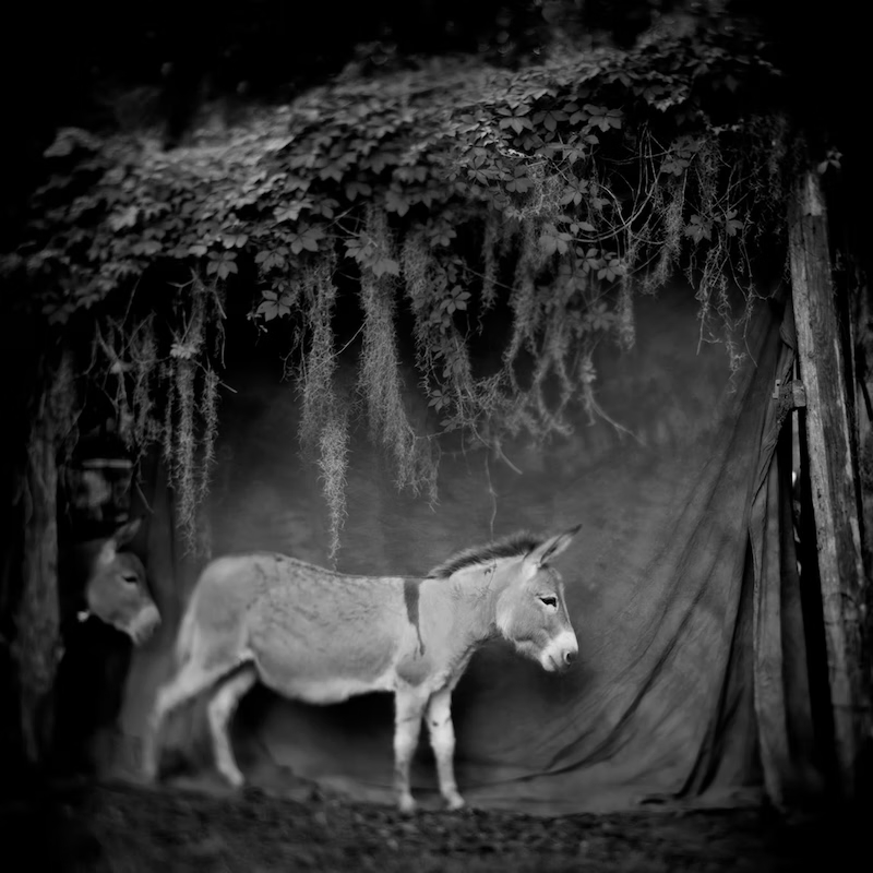 The Female Gaze: Anne Berry - Ode to the Blue Horses - LENSCRATCH