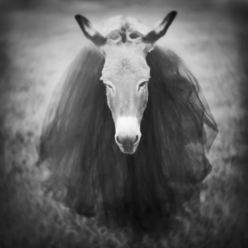 The Female Gaze: Anne Berry - Ode to the Blue Horses - LENSCRATCH